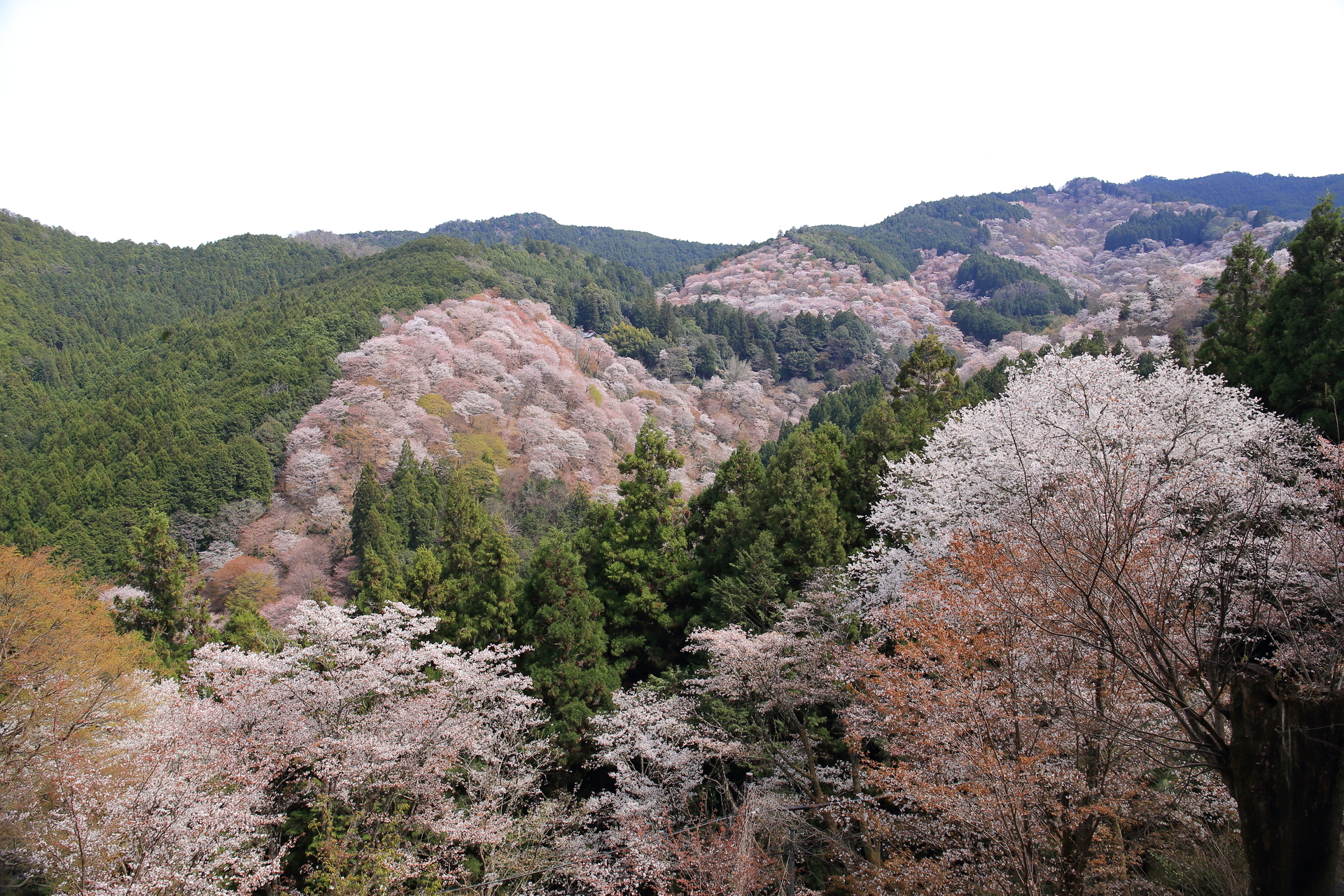 2025桜 久しぶりに関西へ！その1: memoranda