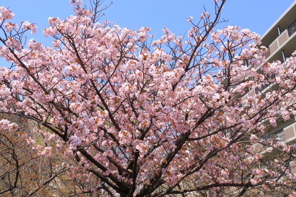 2025桜 久しぶりに関西へ！ その3（大阪造幣局桜の通り抜け②）: memoranda